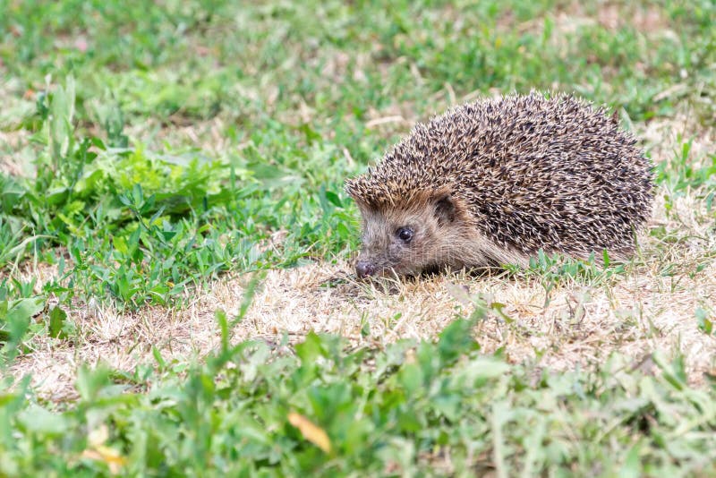 Little wild hedgehog stock image. Image of alert, cute - 233014659
