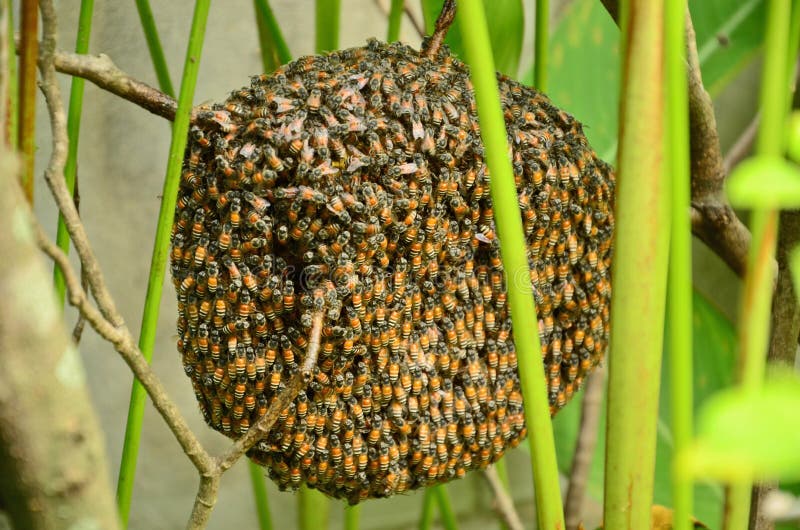 Little wild hive with bees stock photo. Image of hive - 60233108