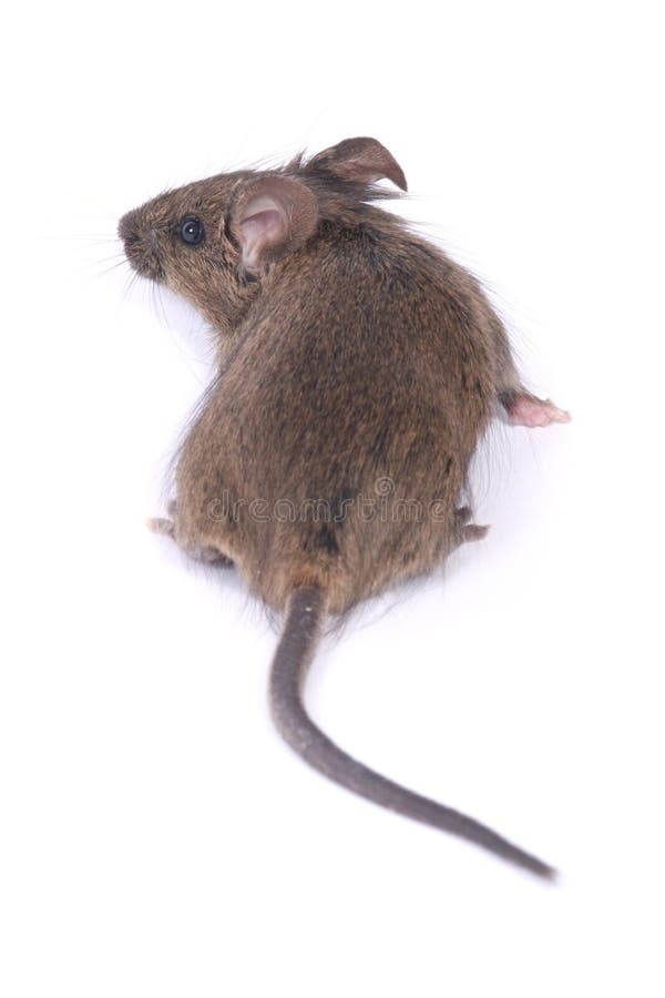 Cute little mouse stock image. Image of listen, pest, background - 3246269
