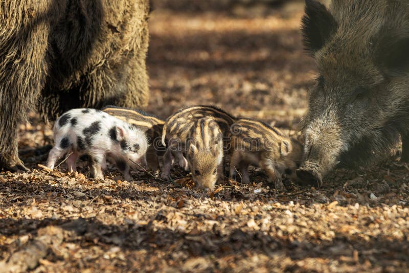 Little Wild Pigs Standing in the Forest among Big Wild Pigs Stock Image ...