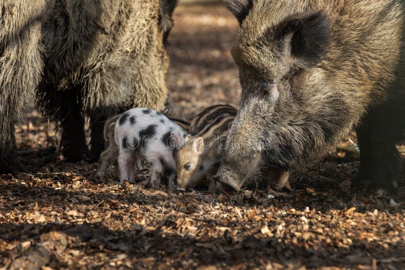 Little Wild Pigs Standing in the Forest among Big Wild Pigs Stock Photo ...