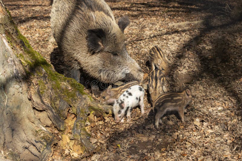 Little Wild Pigs Standing in the Forest by Their Mother Stock Image ...