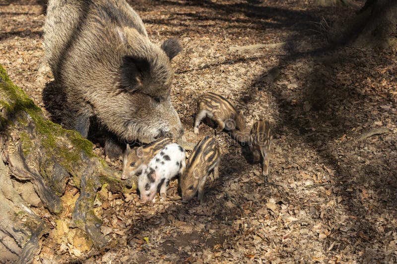 Little Wild Pigs Standing in the Forest by Their Mother Stock Photo ...