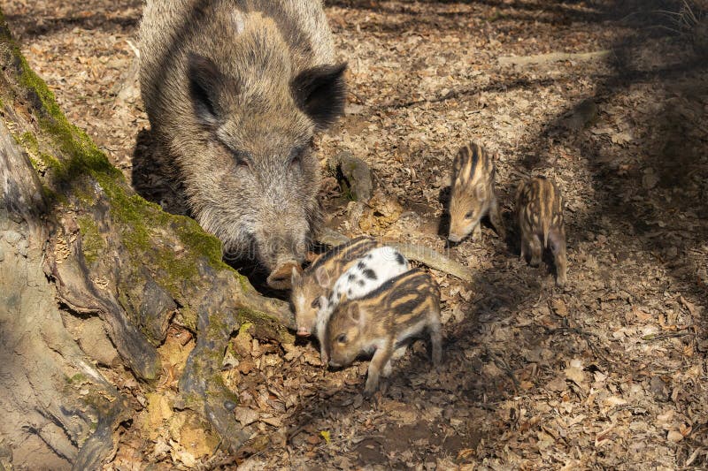 Little Wild Pigs Standing in the Forest by Their Mother Stock Image ...