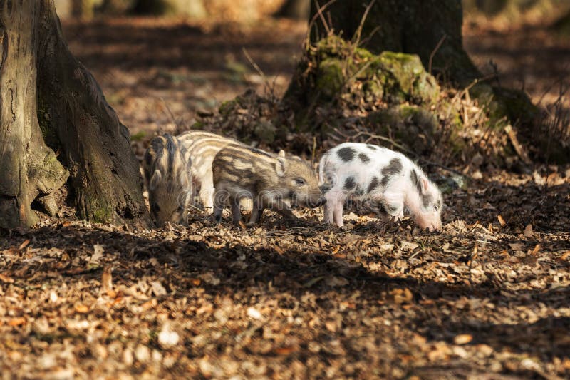 Little Wild Pigs Standing in a Leafy Forest Looking for Food Stock ...