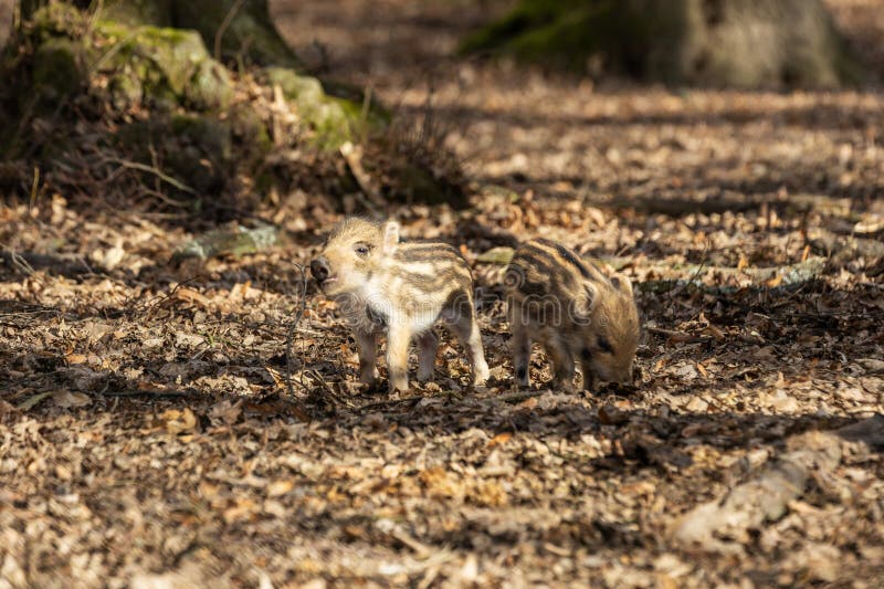 Little Wild Pigs Standing in a Leafy Forest Looking for Food Stock ...