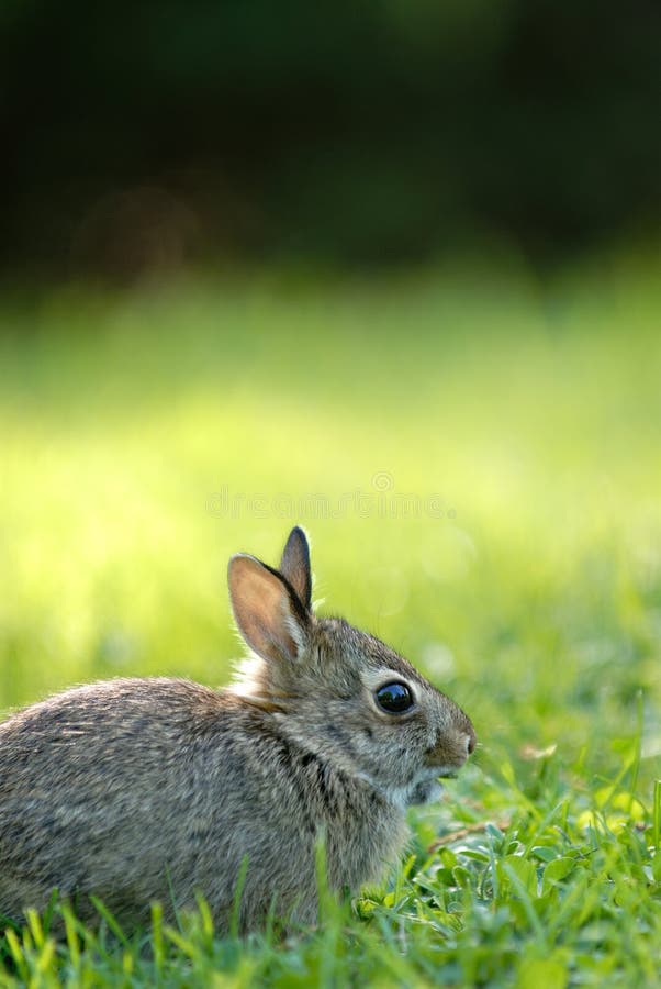 Little wild rabbit stock image. Image of scare, young - 2490735