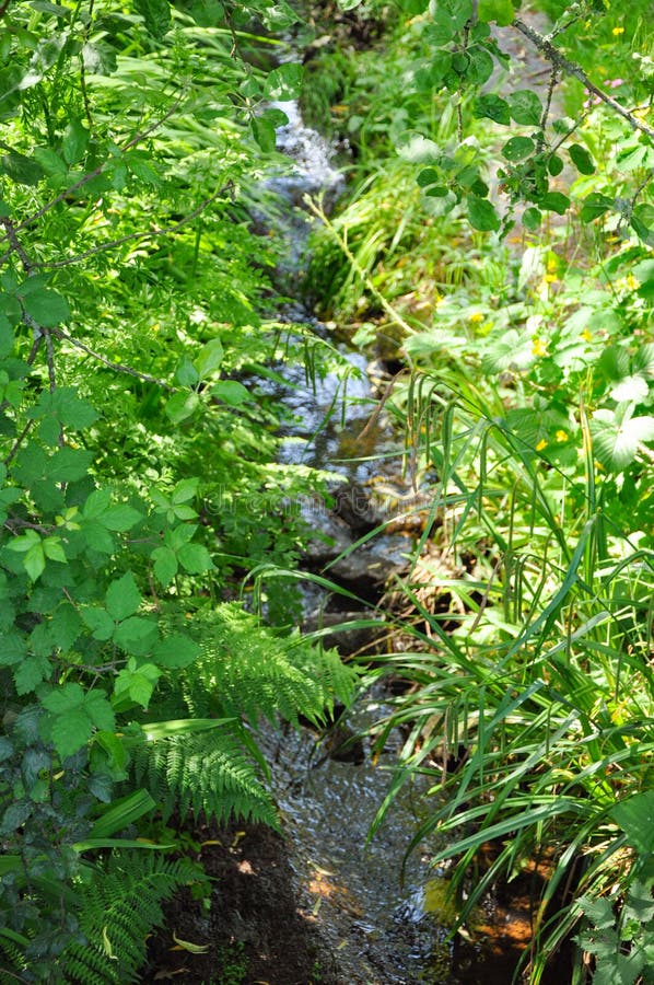 A Little Stream in the Middle of Nature. Stock Photo - Image of nature ...