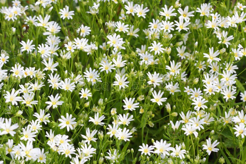 Little Wild White Flowers Blooming in Spring Stock Image - Image of ...