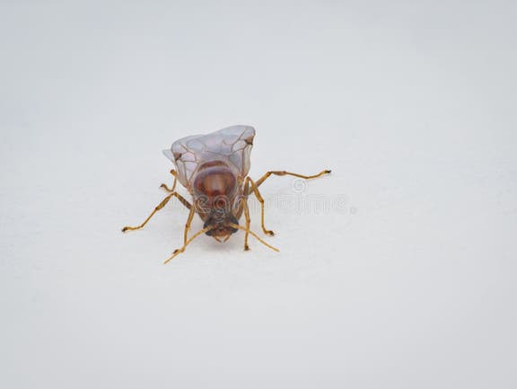 Little Winged Ant from the Front View Stock Image - Image of closeup ...