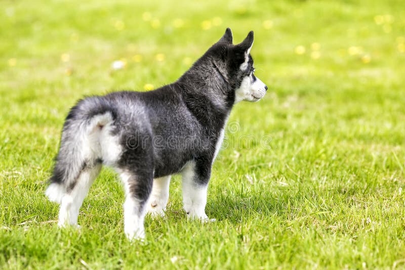 White Wolf Rear View Stock Photos - Free & Royalty-Free Stock Photos ...