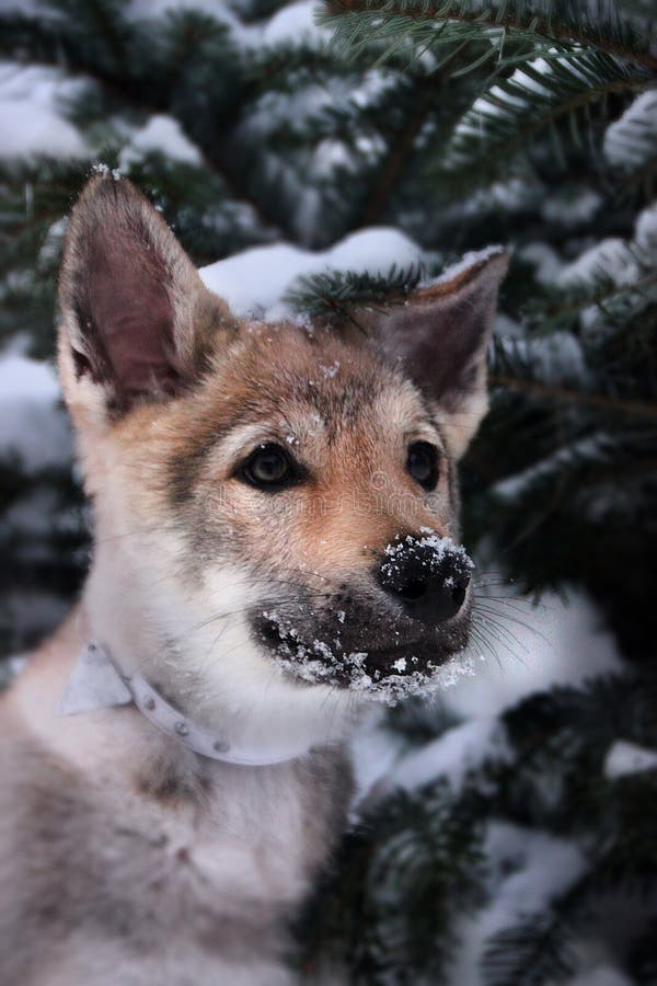 Little wolf stock photo. Image of puppy, life, cute, snow - 94327876