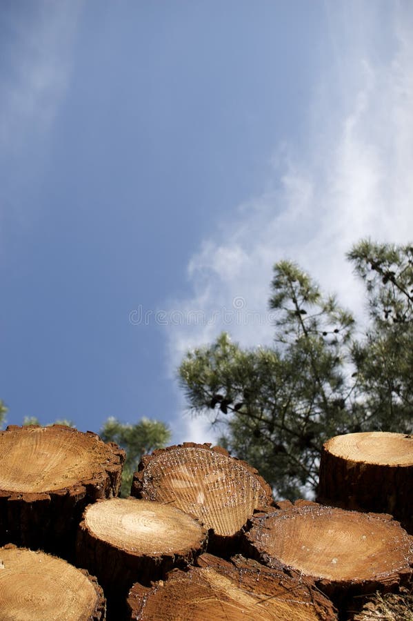 A little wood stock image. Image of pest, environment - 4537681