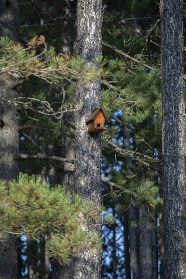 Little Wooden Bird House on a Tall Pine Tree Stock Image - Image of ...