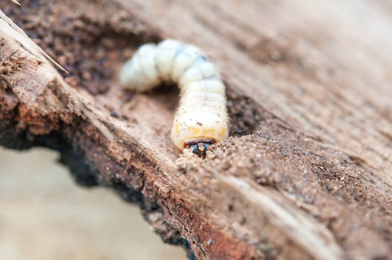 Woodworm stock photo. Image of insect, macro, woodworm - 13976164