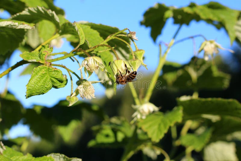 Little Worker Bee Pollinating Flowers of Raspberry Stock Image - Image ...