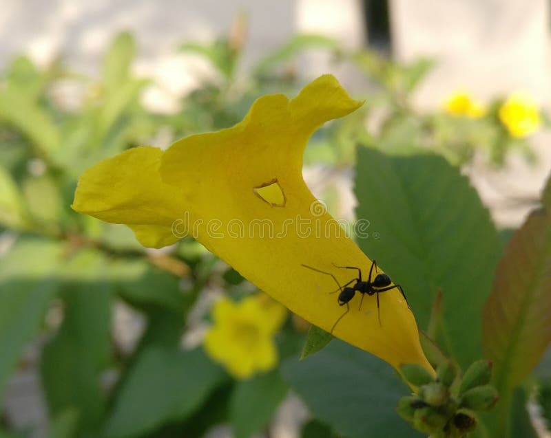 549 Bug Perspective Stock Photos - Free & Royalty-Free Stock Photos ...