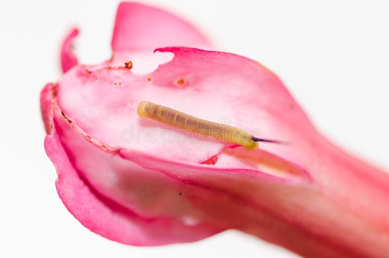 Worm In Garden Or In Green Nature Stock Photo - Image of color, leaf ...