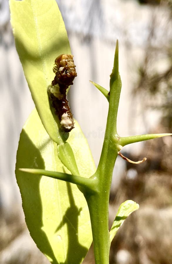 Little Worm on Green Leaf stock image. Image of leaf - 193854631