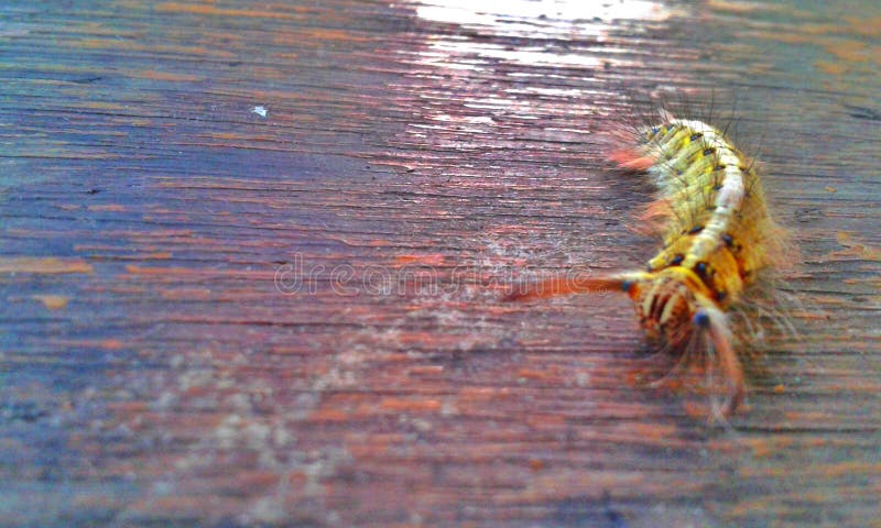 A little worm. stock photo. Image of worm, animals, little - 47731410