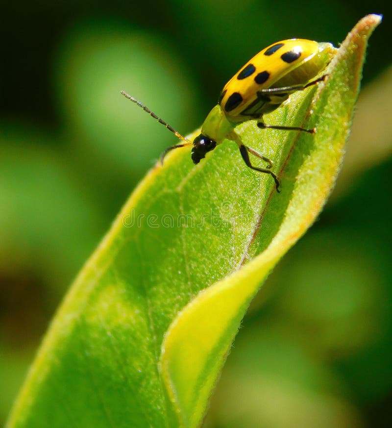 Little Yellow & Green Beetle with Black Spots Walking on Milkweed Stock ...
