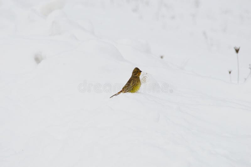 Little Yellow Bird in the Snow Stock Image - Image of yellow, little ...