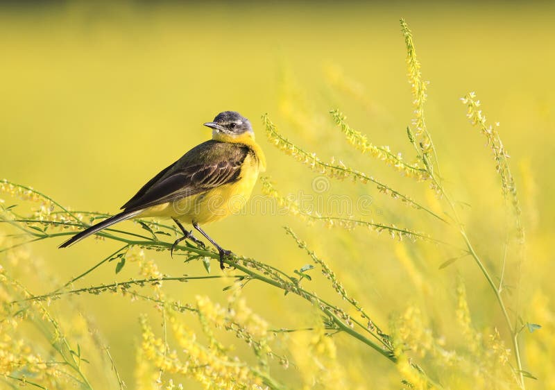 Little Yellow Bird Wagtail Flew on the Summer Meadow Clover Stock Photo ...