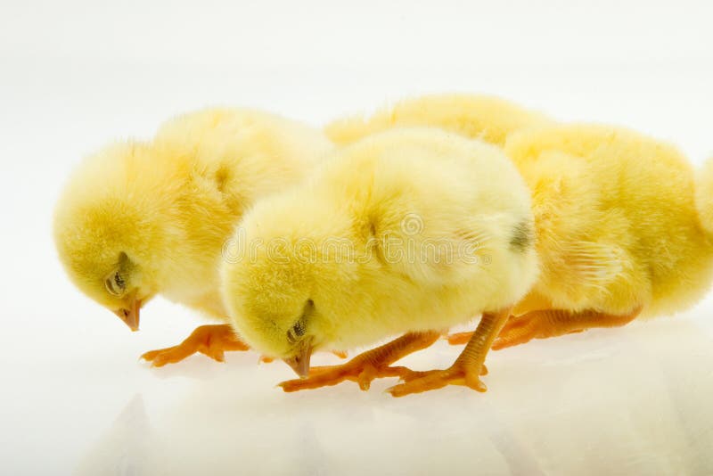 Little yellow chick stock photo. Image of easter, livestock - 55251990