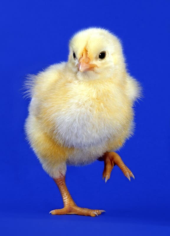 53,469 Yellow Chick Stock Photos - Free & Royalty-Free Stock Photos ...