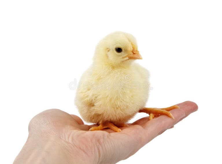 1,629 Hand Holding Baby Chick Stock Photos - Free & Royalty-Free Stock ...