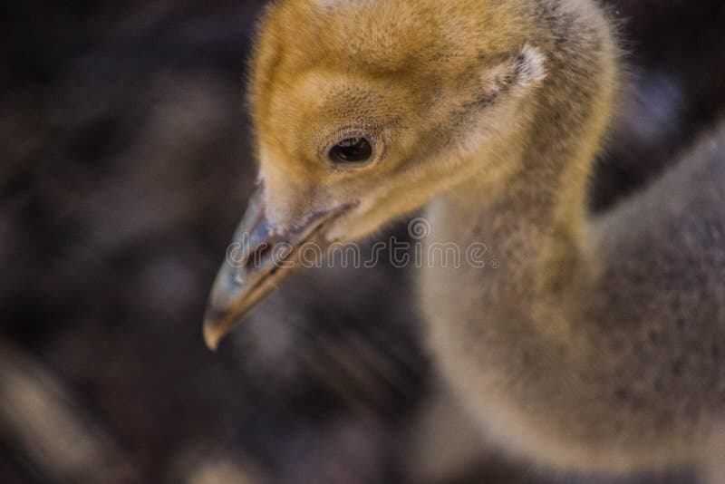 Little yellow chick stock image. Image of bird, little - 45803187