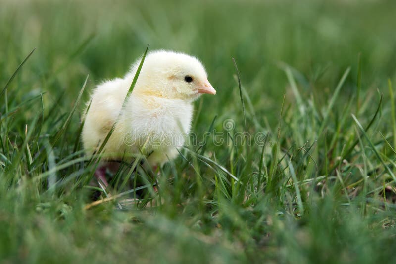 Little Yellow Chick Outdoors Stock Photo - Image of adorable, hatchery ...