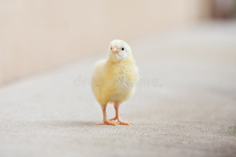 Little Yellow Chick Outdoors Stock Image - Image of domestic, farm ...