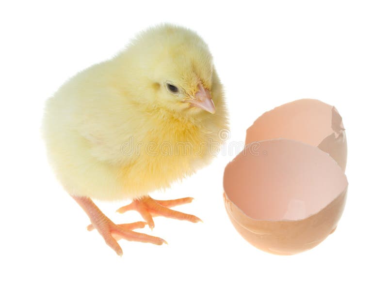 Little Yellow Chick and Shell Stock Image - Image of fluffy, cute: 17285291