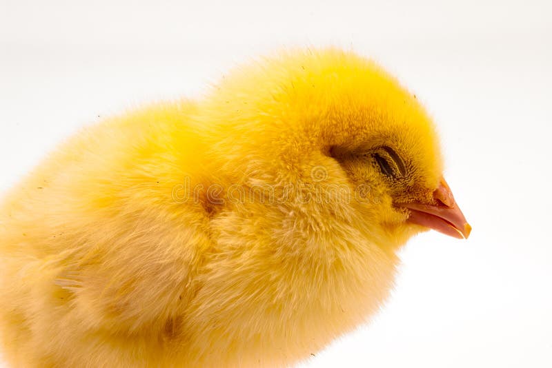Little yellow chick stock photo. Image of easter, livestock - 55251990