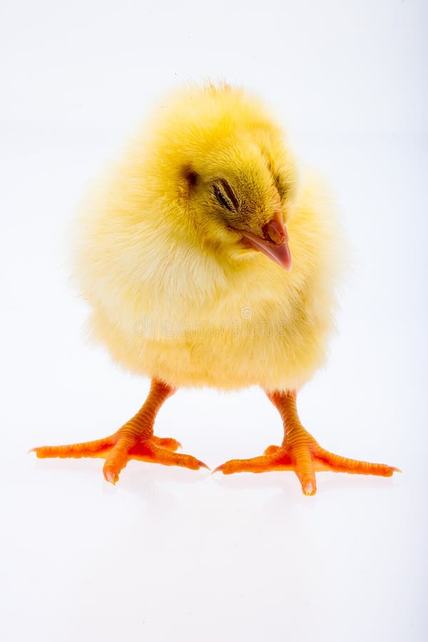 Little yellow chick stock photo. Image of animal, springtime - 55252036