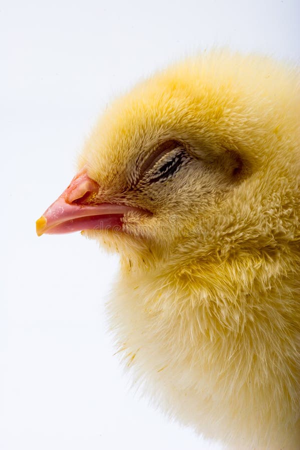 Little yellow chick stock image. Image of newborn, baby - 55252403