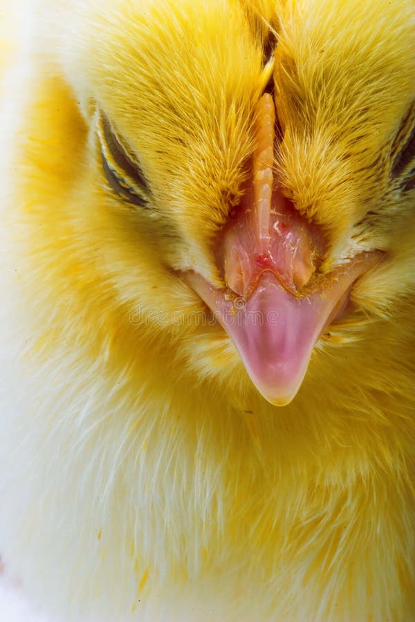 Little yellow chick stock image. Image of small, feather - 55253369