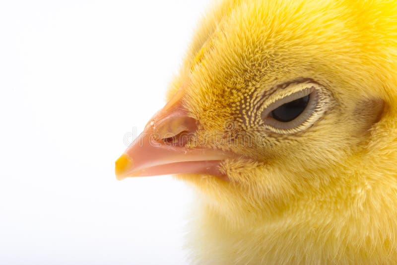 Little yellow chick stock image. Image of poultry, adorable - 55251337