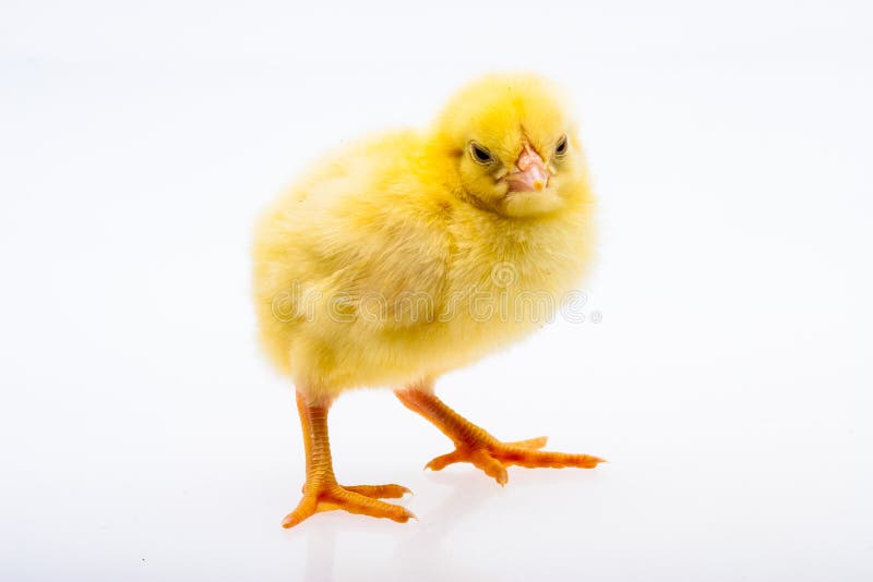 Little yellow chick stock image. Image of hatched, monster - 55251471