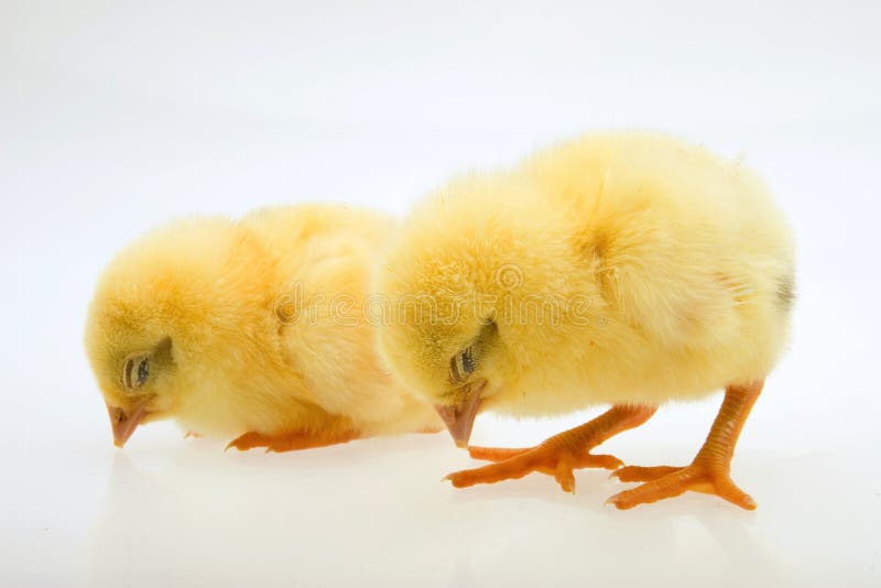 Five Yellow Chicks and One Chick Black Stock Image - Image of cute ...