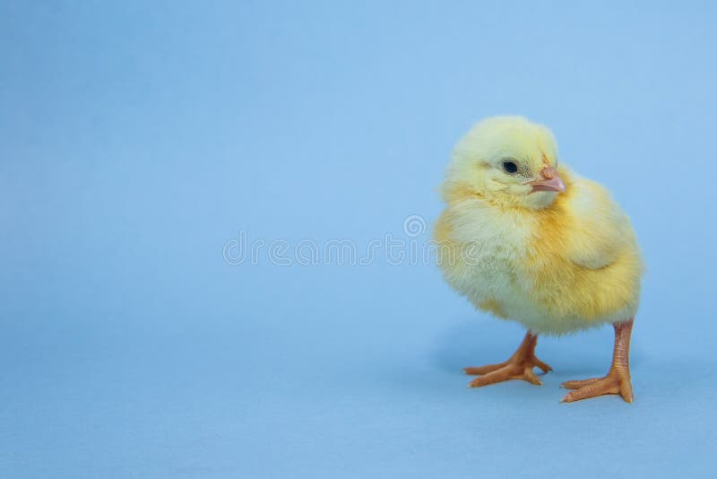 Little, Sweet Yellow Chicken on Blue Background. Stock Image - Image of ...
