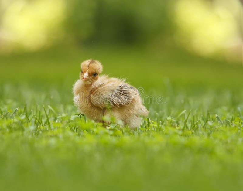Yellow Chicken, Young Chicken, Broiler Stock Photo - Image of green ...