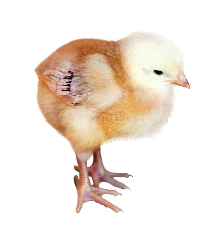 Little yellow chicken stock photo. Image of chick, newborn - 41044756