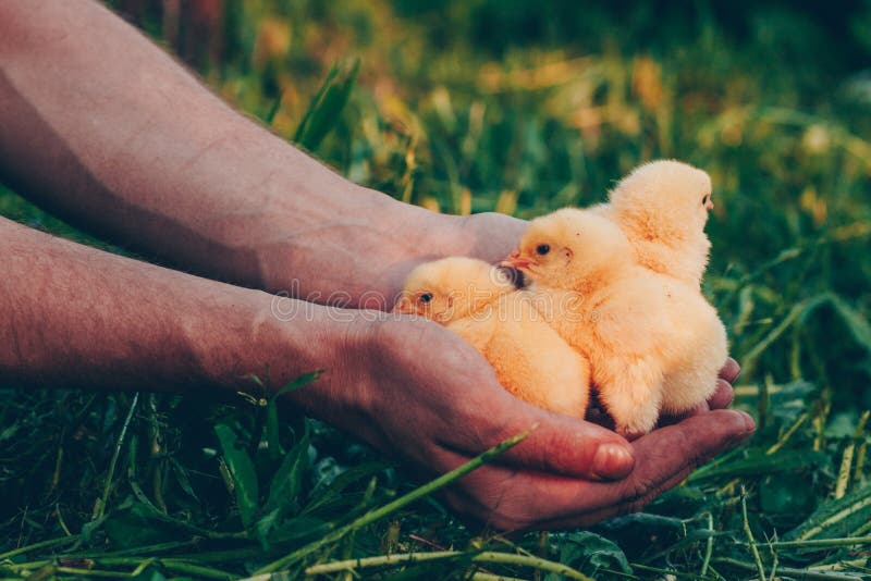Baby Chickens Human Hands Photos - Free & Royalty-Free Stock Photos ...
