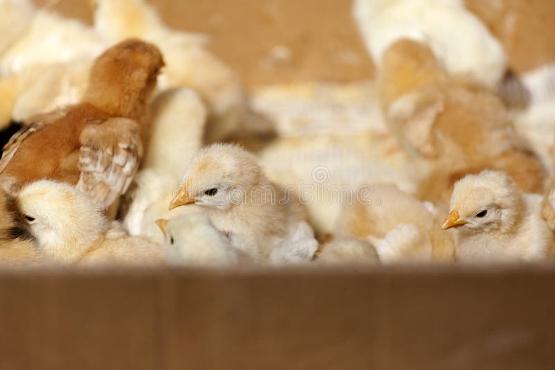 Little yellow chicks stock photo. Image of closeup, cute - 93739424