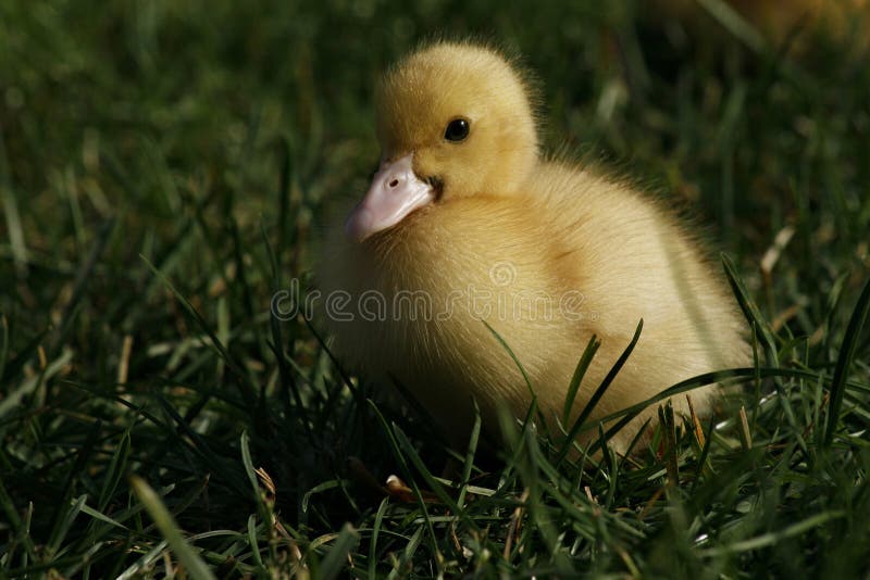Little yellow duck stock photo. Image of yellow, bird - 11180800