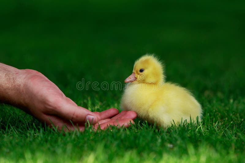 Little yellow duckling stock image. Image of hand, innocence - 101478513