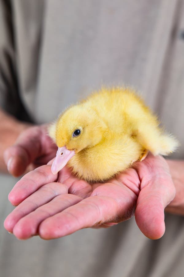 Little Yellow Duckling in the Hands Stock Photo - Image of farm, life ...