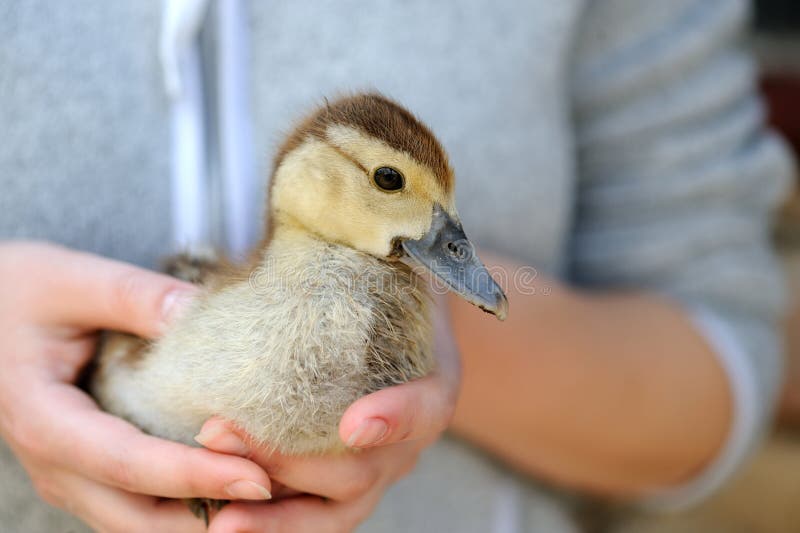 Little yellow duckling stock photo. Image of hands, hold - 41823452